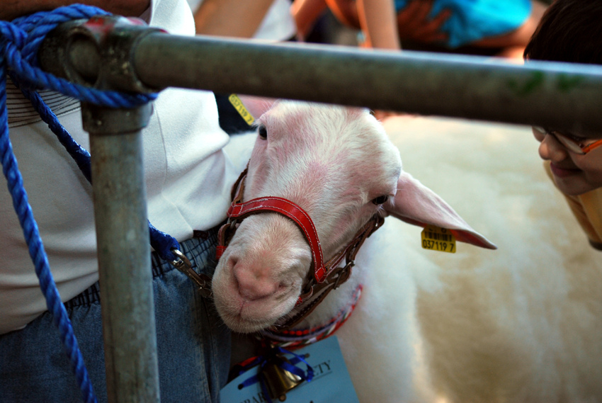 L-Imnarja – a feast of light | Holiday Accommodation in Malta | Villas ...